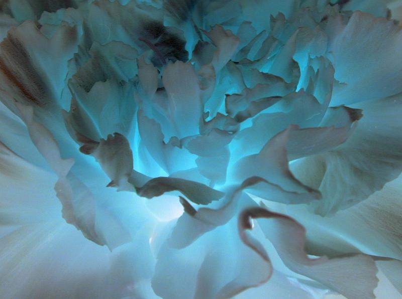 Free image of abstract background carnation