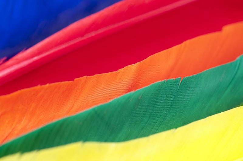 Free image of Extreme close up of brightly colored feathers