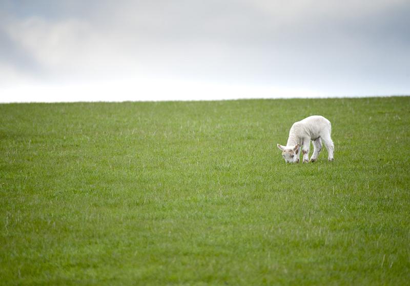 Free image of Cute Spring Lamb