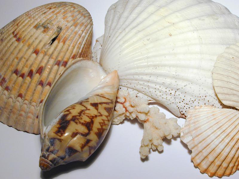 Free image of Collection of assorted seashells