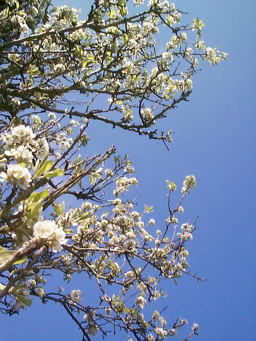 Free image of Spring blossom and new green leaves